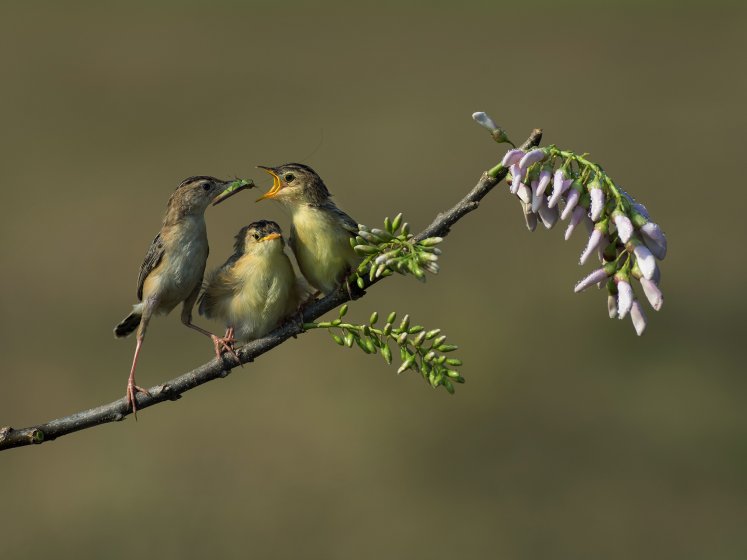 Pentax 645Z 4Birding | Page 2 | DPReview Forums