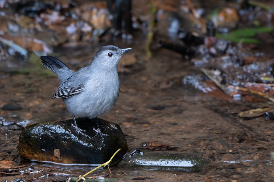 Catbird | DPReview Forums