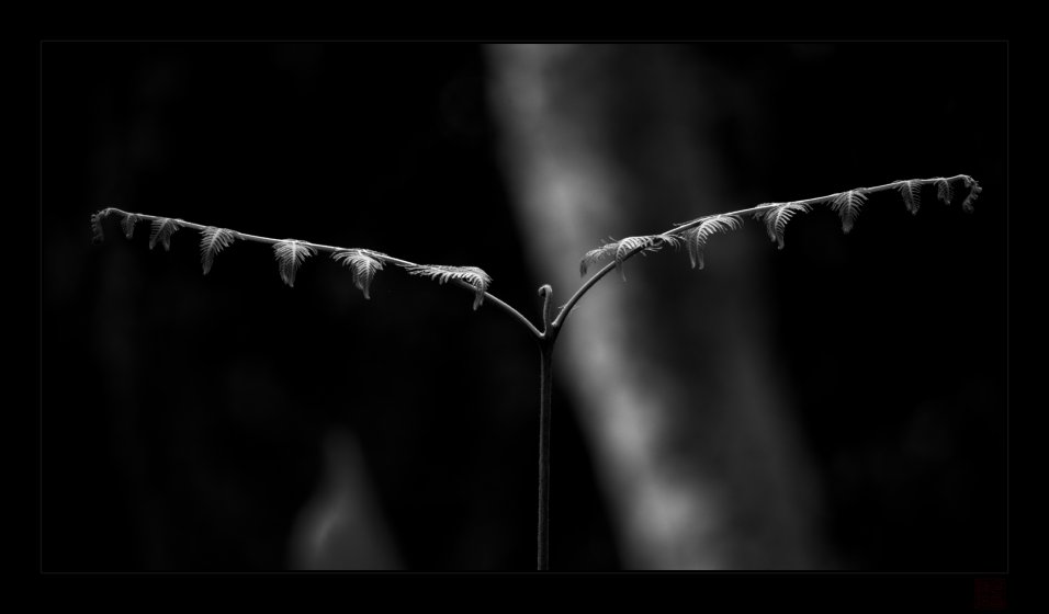 Ancient Wings | Page 2 | DPReview Forums