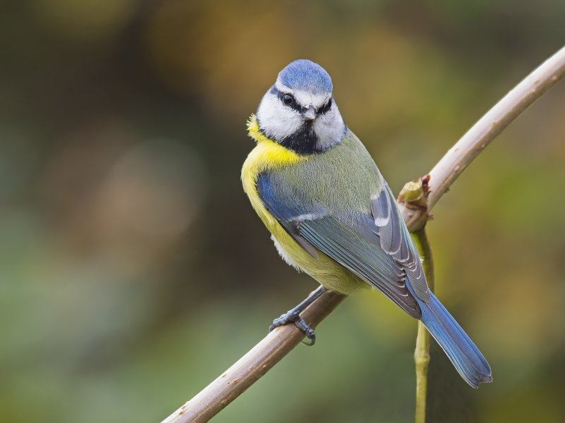 DXO Photolab 9 | DPReview Forums