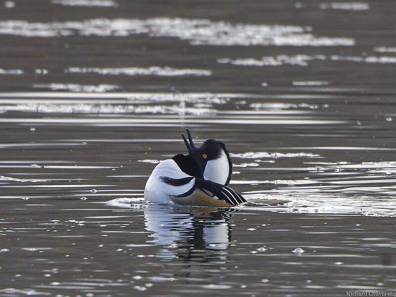 Posturing Hooded Merganser | DPReview Forums