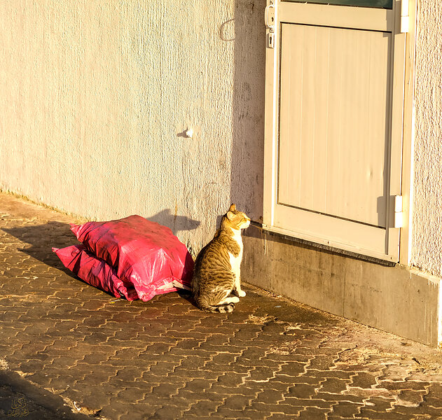 Cats | DPReview Forums