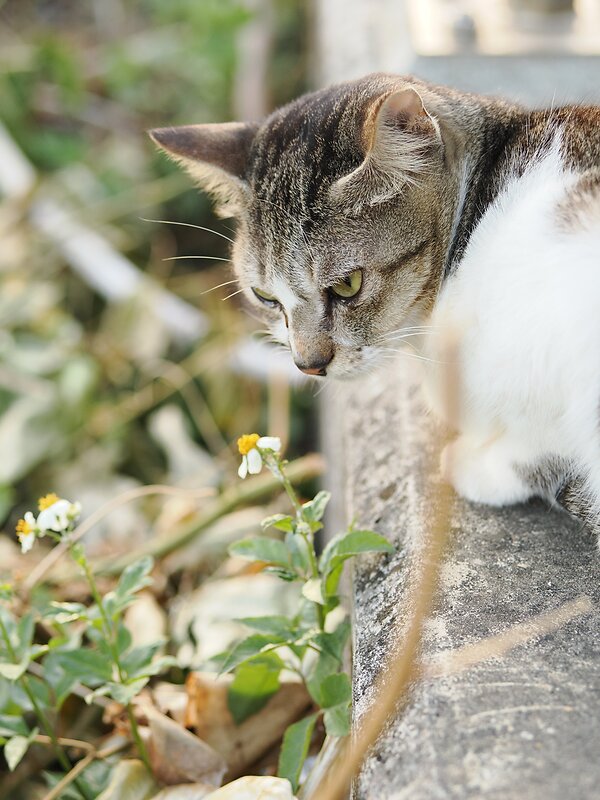 A Cat Can Dream | DPReview Forums