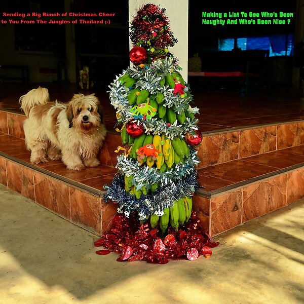 - More Christmas Cheer Just 4 You - D500, Nikkor 17-55 2.8. | DPReview Forums