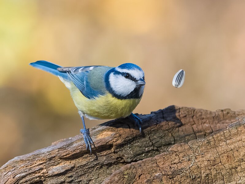 Since when do sunflower seeds fly? | DPReview Forums