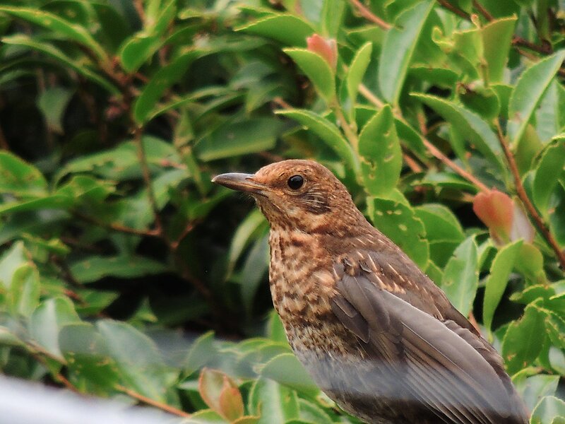 P510 fully zoomed in. | DPReview Forums