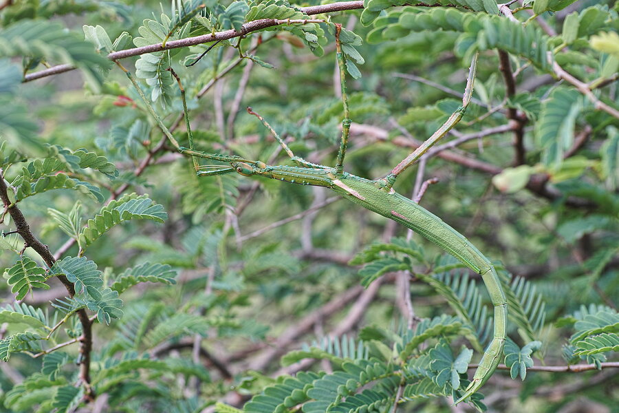 Darwin Stick Insect - DP3M | DPReview Forums