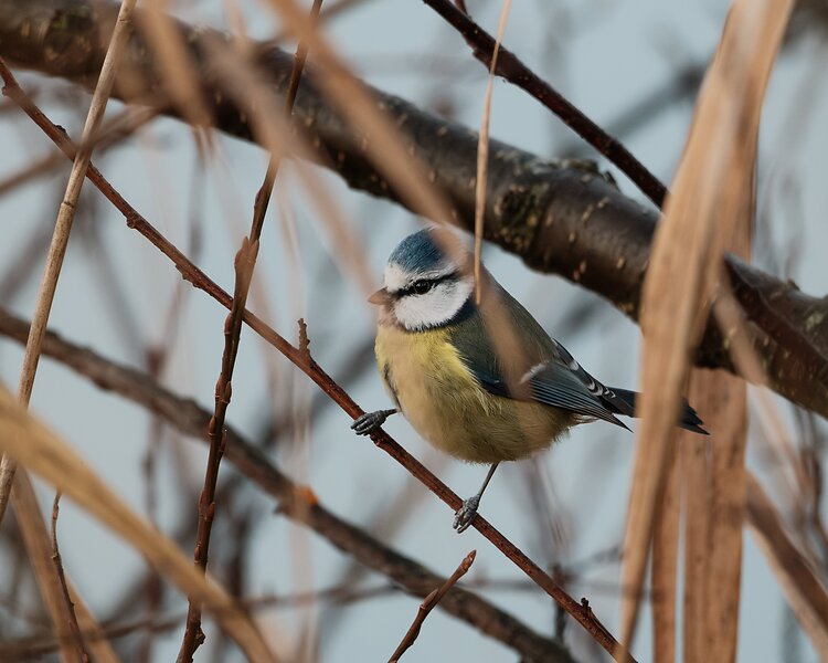 Opinions on the Fujifilm 150-600mm with 40 MPX sensor? | DPReview Forums