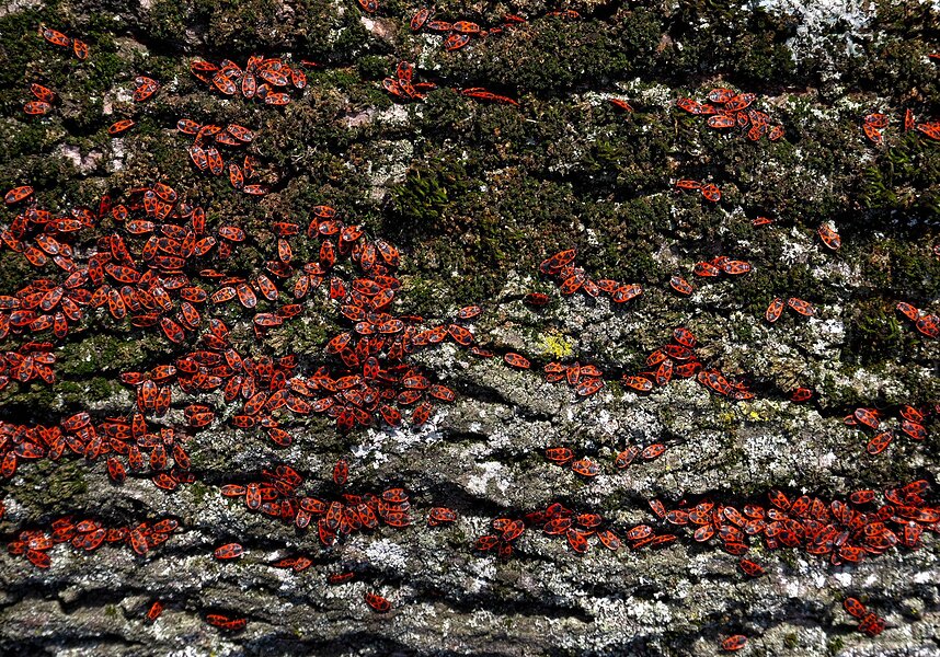 Red Army | DPReview Forums