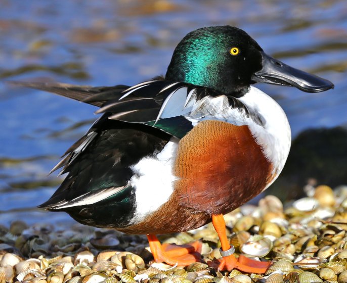 Wildfowl. | DPReview Forums