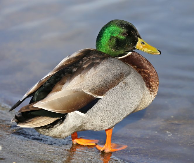 Wildfowl. | DPReview Forums