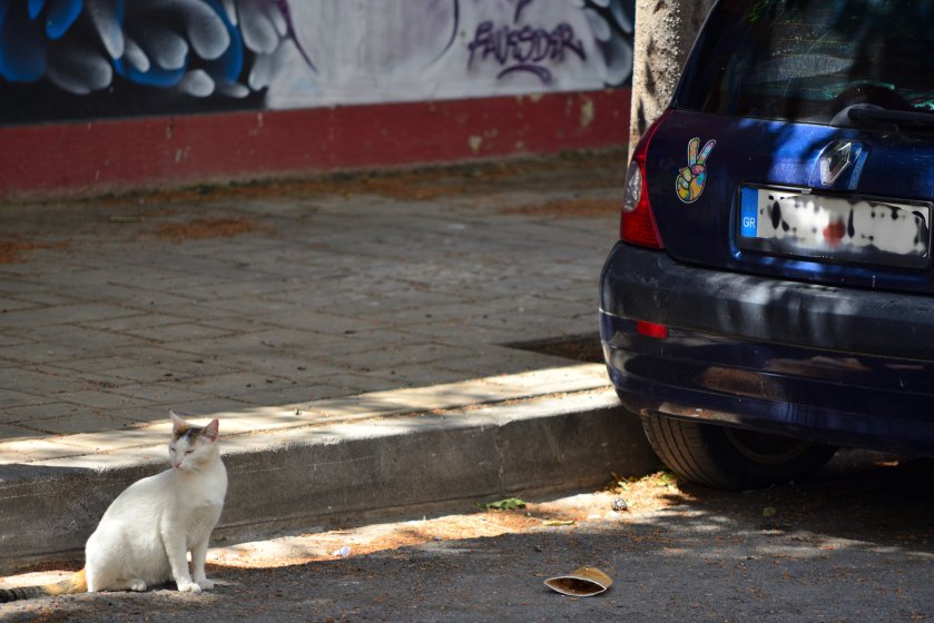 Thoughts on the Nikon 70-210mm f4-5.6 AF-D | DPReview Forums