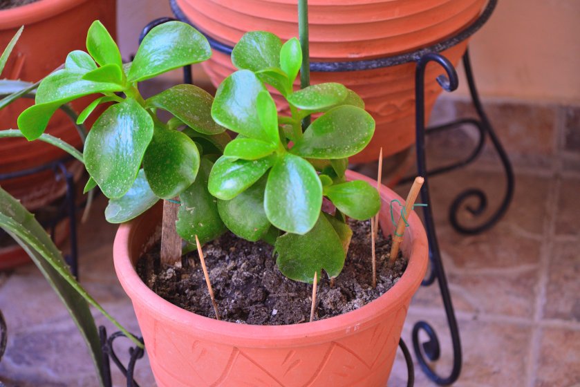 Thoughts on the Nikon 70-210mm f4-5.6 AF-D | DPReview Forums