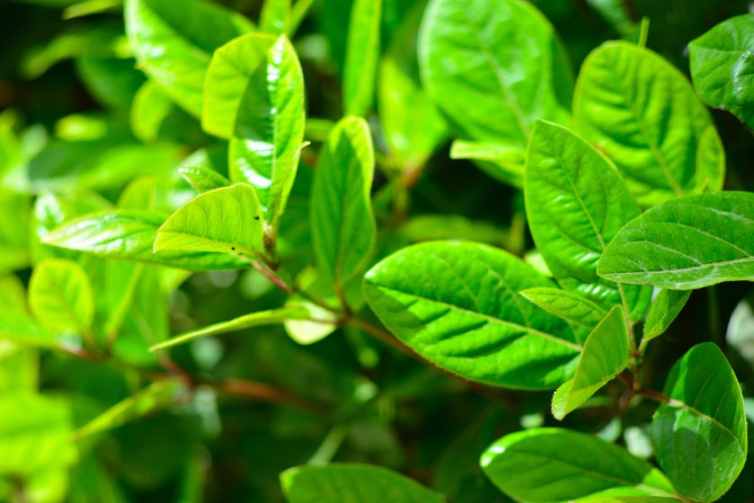 Thoughts on the Nikon 70-210mm f4-5.6 AF-D | DPReview Forums