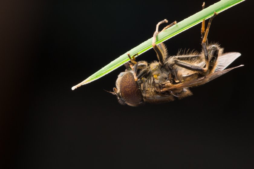 China optics manufacturer Venus has unveiled a 60mm f/2.8 2:1 Macro ...