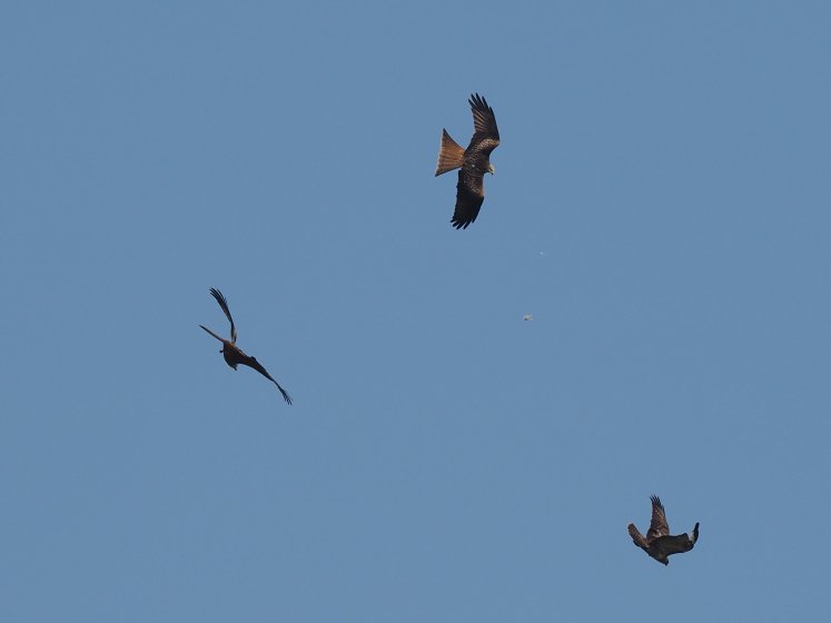 Birds in flight critique requested | DPReview Forums