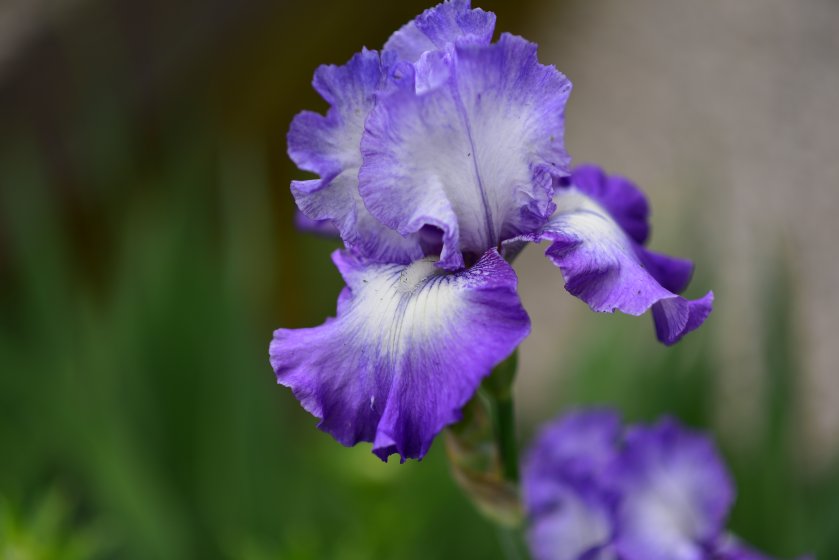 Nikon 85mm 1.4g vs 1.8g | Page 5 | DPReview Forums