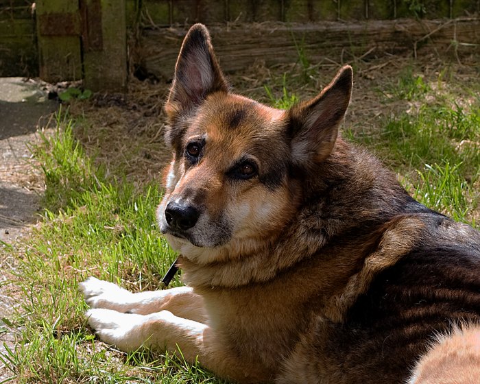 Popup fill flash | DPReview Forums