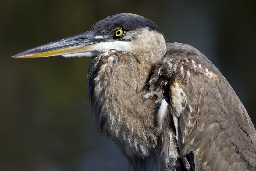 Lens Choice | DPReview Forums