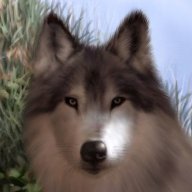 Anyone compared E-M1 Mark II's video stabilization with E-M1? | DPReview Forums