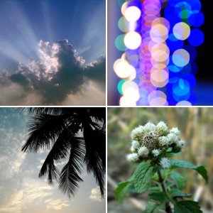 Member album (public) | DPReview Forums