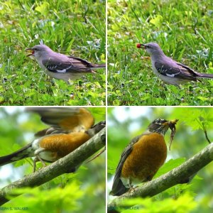 Member album (public) | DPReview Forums