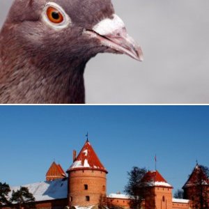 Member album (public) | DPReview Forums