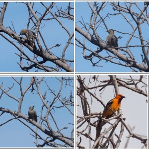 Costa Rica Birds | DPReview Forums