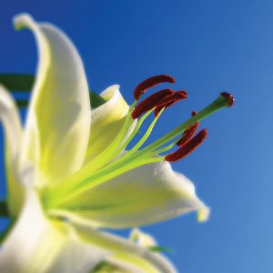 flower | DPReview Forums