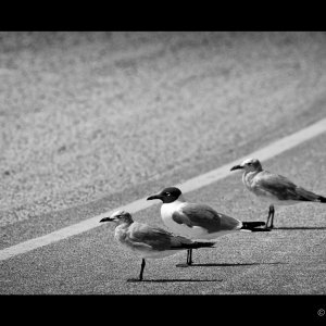 Waiting along in Line | DPReview Forums