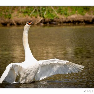 Zeus 2 | DPReview Forums