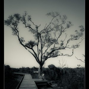 NEX Tree | DPReview Forums