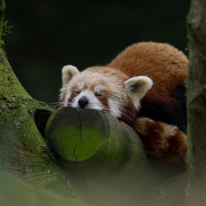 red-panda | DPReview Forums