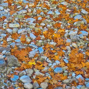 les feuilles et les pierres | DPReview Forums