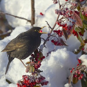 Blackbird in Winter | DPReview Forums
