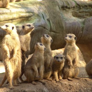 where? who? why? | DPReview Forums