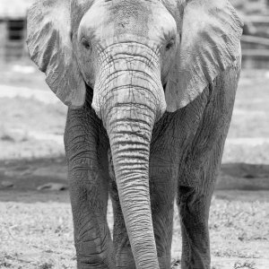 Big | DPReview Forums