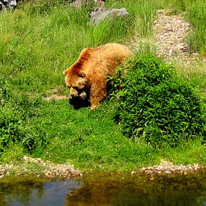 Bear in the Zoo | DPReview Forums