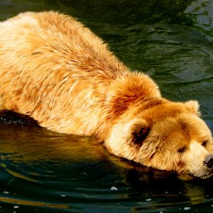 Bear in the Zoo | DPReview Forums