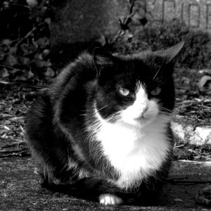 Black and White | DPReview Forums