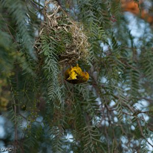 PeterN MARCH 2011 (100 of 118) | DPReview Forums