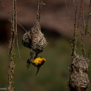 PeterN MARCH 2011 (100 of 118) | DPReview Forums