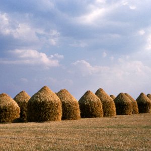 Haystacks | DPReview Forums