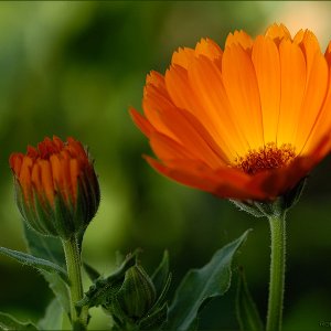 orange-nature-macro-green | DPReview Forums
