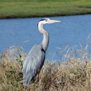 008 | DPReview Forums