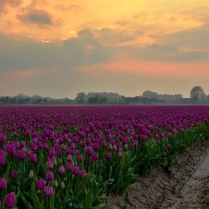 Flower_red_sunset_more_sun_cp | DPReview Forums