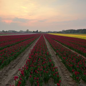 Flower_red_sunset_more_sun_cp | DPReview Forums