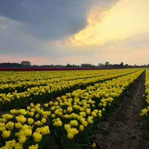 Flower_red_sunset_more_sun_cp | DPReview Forums