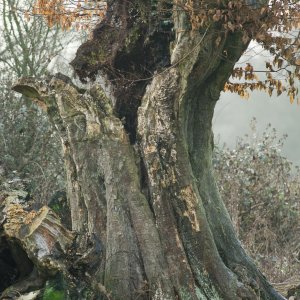 Exploded View | DPReview Forums