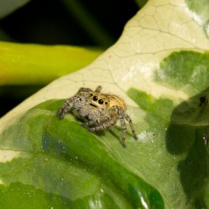 100-crop | DPReview Forums